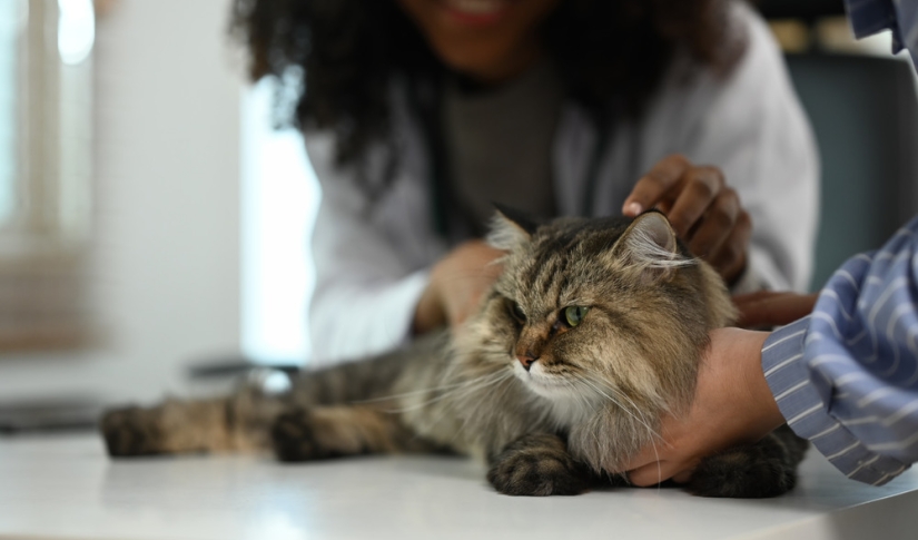 Resources | IDEXX Software